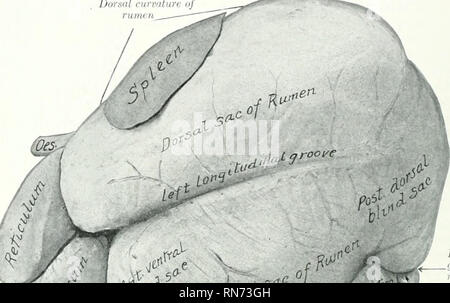 . The anatomy of the domestic animals . Veterinary anatomy. 472 ...