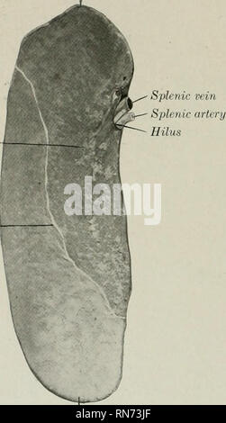 . The anatomy of the domestic animals . Veterinary anatomy. 470 ...