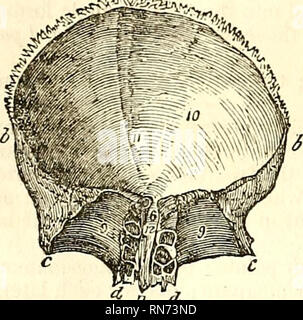 Bones in Human body marked diagrammatically Stock Photo - Alamy