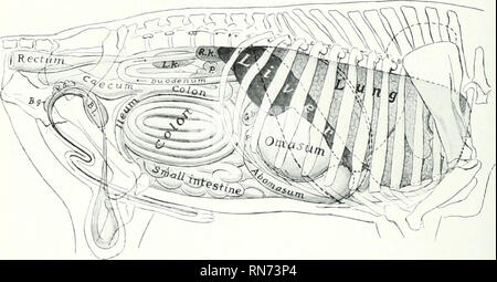 . The anatomy of the domestic animals . Veterinary anatomy. 464 ...