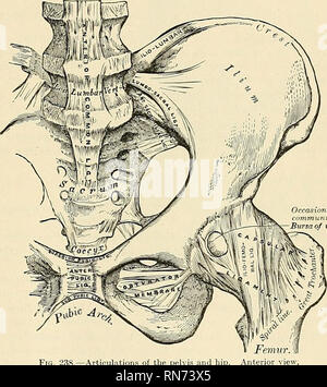 . Anatomy, descriptive and applied. Anatomy. THE COMMON CAROTID ARTERY ...