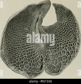 . The anatomy of the domestic animals . Veterinary anatomy. 458 ...