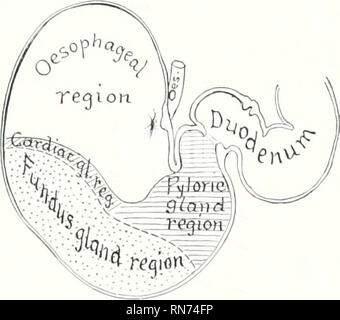 . The anatomy of the domestic animals. Veterinary anatomy. Cardiac lobe ...