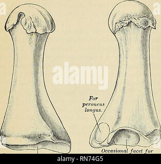 . Anatomy, descriptive and applied. Anatomy. THE COMMON CAROTID ARTERY ...