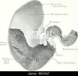 . The anatomy of the domestic animals . Veterinary anatomy. 418 ...