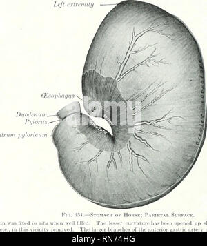 . The anatomy of the domestic animals. Veterinary anatomy. 414 ...