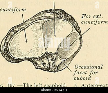 . Anatomy, descriptive and applied. Anatomy. THE EXTERNAL EAR 1121 ...