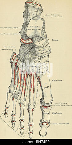 . Anatomy, descriptive and applied. Anatomy. Fig. 230 ...