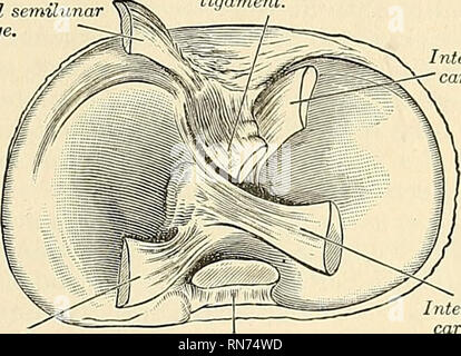 . Anatomy, descriptive and applied. Anatomy. THE EXTERNAL EAR 1121 ...