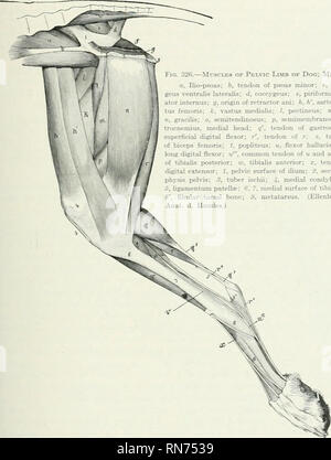 . The anatomy of the domestic animals. Veterinary anatomy. THE ISCHIUM ...