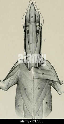. The anatomy of the domestic animals . Veterinary anatomy. 370 THE ...