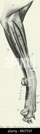 . The anatomy of the domestic animals. Veterinary anatomy. Biceps ...