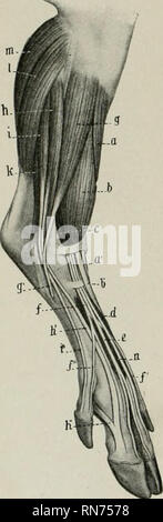 . The anatomy of the domestic animals . Veterinary anatomy. 366 THE ...