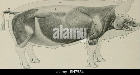 . The anatomy of the domestic animals. Veterinary anatomy. 360 THE ...