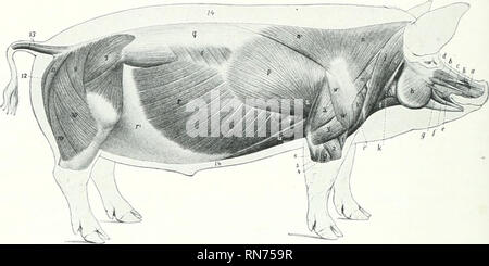 . The anatomy of the domestic animals. Veterinary anatomy. 360 THE ...