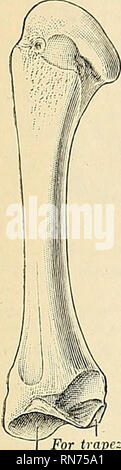 . Anatomy, descriptive and applied. Anatomy. For OS magnum. tor f ...