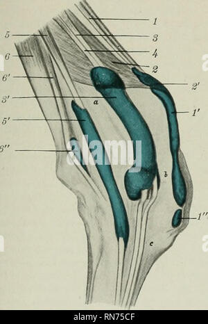 . The anatomy of the domestic animals. Veterinary anatomy. 308 FASCI.E ...