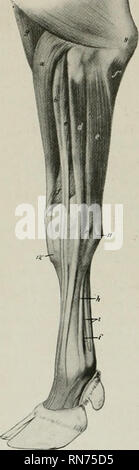 Head and neck muscles. Lateral view of the superficial muscles of the ...