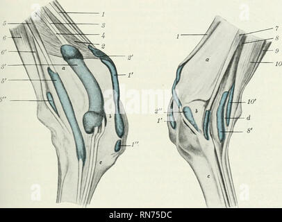 . The anatomy of the domestic animals. Veterinary anatomy. 308 FASCI.E ...