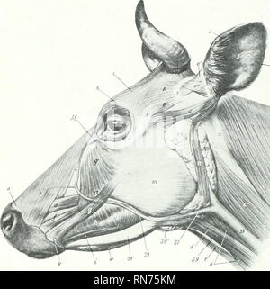 . The anatomy of the domestic animals. Veterinary anatomy. 344 THE ...