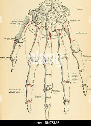 The carpus and bones of the hand and the eight bones of the wrist Stock ...