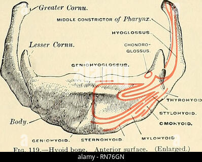 . Anatomy, descriptive and applied. Anatomy. THE TEMPORAL BONE 83 it ...