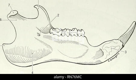 The mandibular lateral incisor is the tooth located distally from both ...