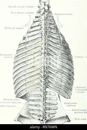 . The anatomy of the domestic animals . Veterinary anatomy. 282 FASCLE ...