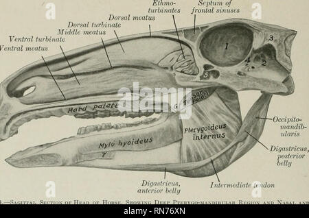 . The anatomy of the domestic animals. Veterinary anatomy. 262 FASCI.E ...