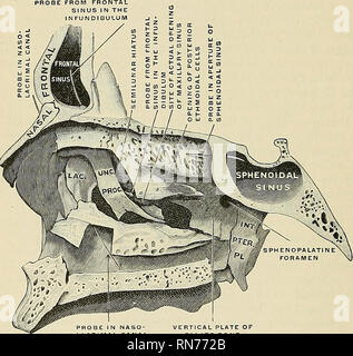. Anatomy, descriptive and applied. Anatomy. THE NASAL F088M 1081 ...