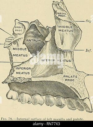 . Anatomy, descriptive and applied. Anatomy. Groove for middle temporal ...