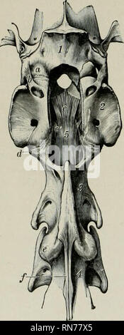 . The anatomy of the domestic animals. Veterinary anatomy. THE SACRUM ...