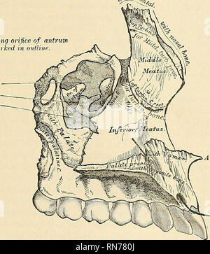 . Anatomy, descriptive and applied. Anatomy. THE MAXILLJE 105 Anterior ...
