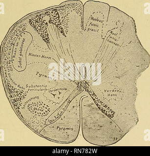 Pyramidal tract in brain and cord Stock Photo - Alamy