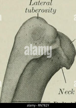. The anatomy of the domestic animals. Veterinary anatomy. Tuber calcis ...