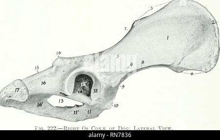 . The anatomy of the domestic animals . Veterinary anatomy. Tuber ...