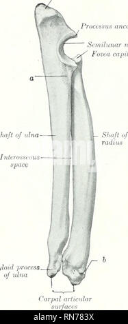 . The anatomy of the domestic animals. Veterinary anatomy. 200 SKELETON ...