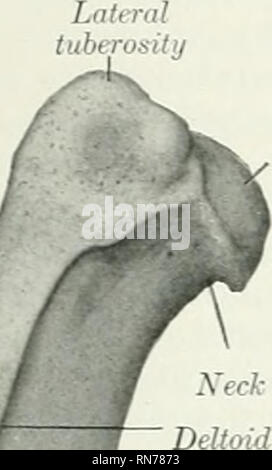 . The anatomy of the domestic animals. Veterinary anatomy. Tuber eoxii ...