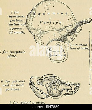 . Anatomy, descriptive and applied. Anatomy. THE TEMPORAL BONE 83 it ...