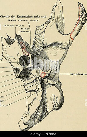. Anatomy, descriptive and applied. Anatomy. ^ Ductus Endolymphaticus ...