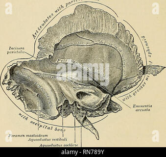 . Anatomy, descriptive and applied. Anatomy. THE INTERNAL EAR, OR LAB ...