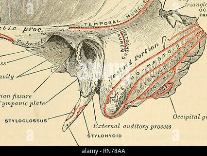 . Anatomy, descriptive and applied. Anatomy. Groove for faaal aitery ...