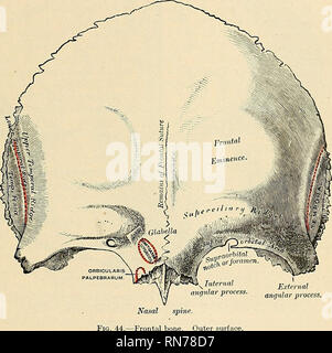. Anatomy, descriptive and applied. Anatomy. Groove for middle temporal ...