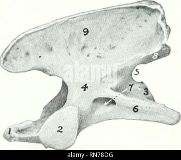 Cervical vertebrae of a dog Stock Photo - Alamy