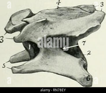 Cervical vertebrae of a dog Stock Photo - Alamy