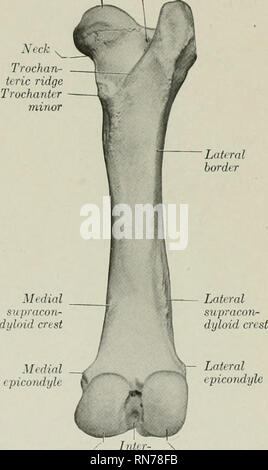 . The anatomy of the domestic animals. Veterinary anatomy. Spine of ...