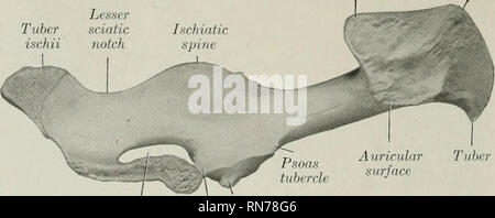 . The anatomy of the domestic animals. Veterinary anatomy. THE ISCHIUM ...