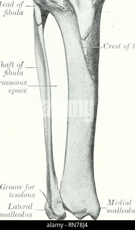 . The anatomy of the domestic animals. Veterinary anatomy. 182 SKELETON ...