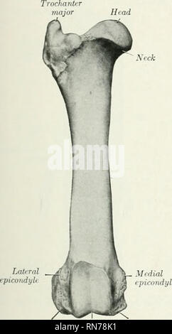 . The anatomy of the domestic animals . Veterinary anatomy. Tuber ...