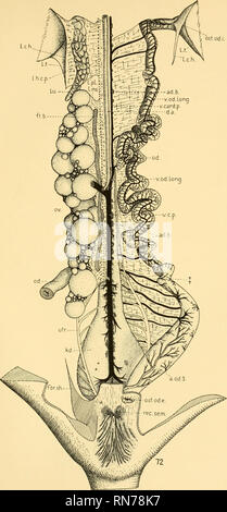 . The anatomy of the salamander. Salamanders; Salamanders. PLATE V ...